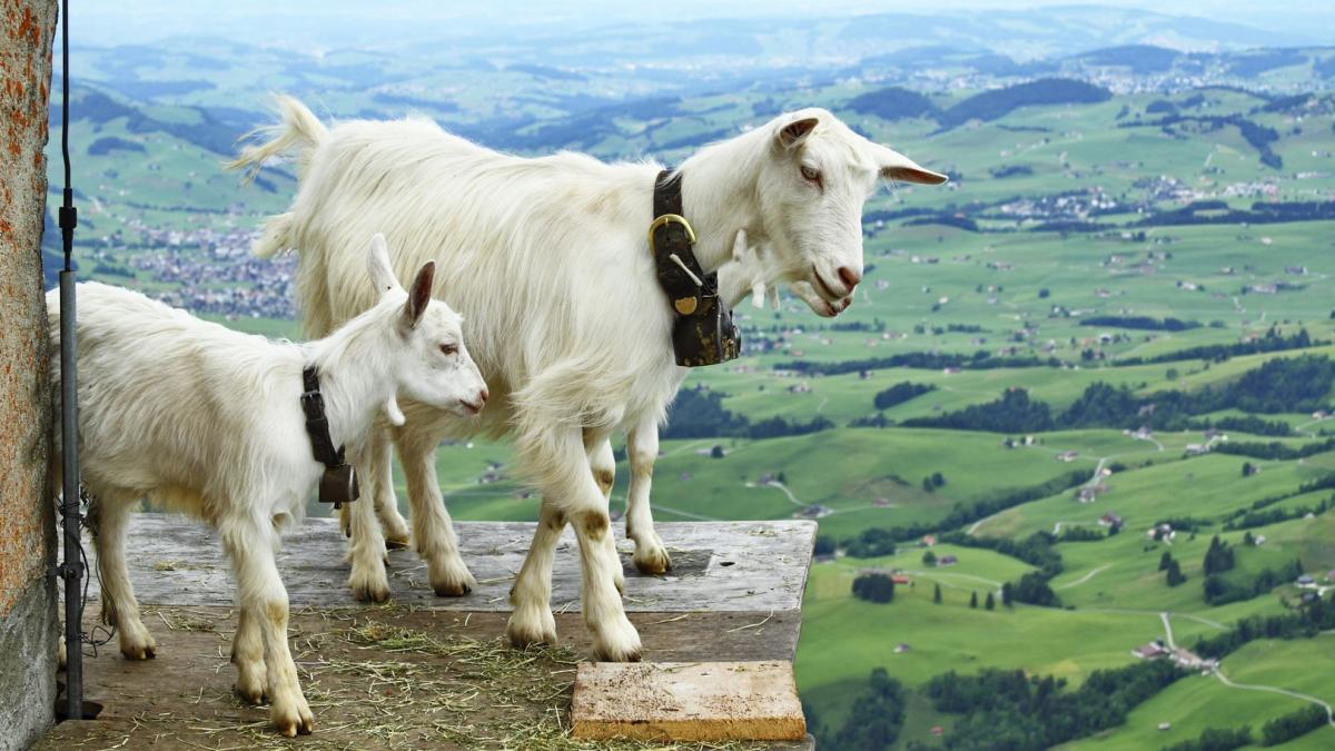Appenzeller Ziege