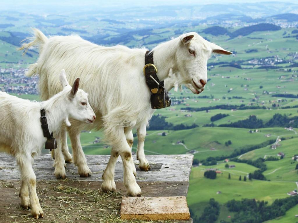 Startseite | Appenzeller Ziege – Schweizer Ziegenrasse